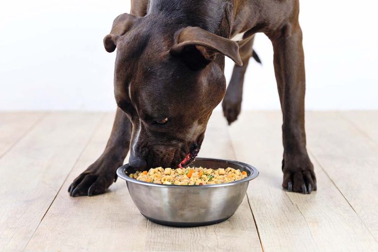 Why Does My Dog Poop So Much? 4 Common Causes