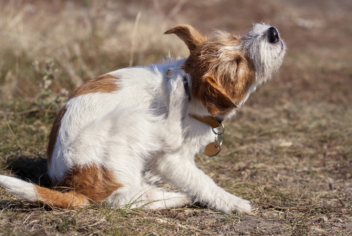 How Do Dogs Get Staph Infections? | JustFoodforDogs Blog