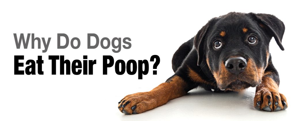 Why Do Dogs Eat Poop and How to Stop It | JustFoodforDogs Blog