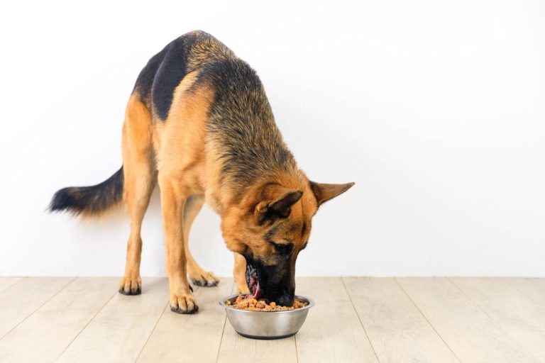 How To Get Your Dog To Chew Their Food | JustFoodforDogs Blog