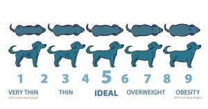 The Dog Body Scoring Chart Explained | JustFoodforDogs Blog