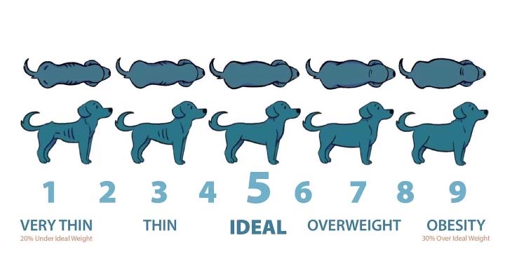 The Dog Body Scoring Chart Explained | JustFoodforDogs Blog