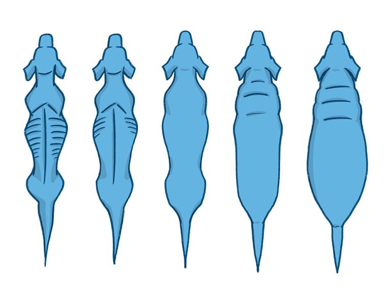The Dog Body Scoring Chart Explained | JustFoodforDogs Blog