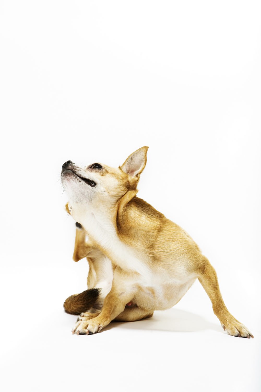How to Manage Fall Allergies in Dogs | JustFoodforDogs Blog