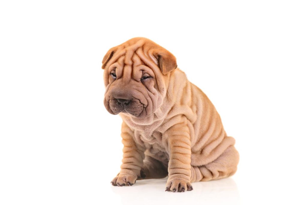 11 Types of Dogs with Wrinkles & Rolls for Days | JustFoodforDogs Blog