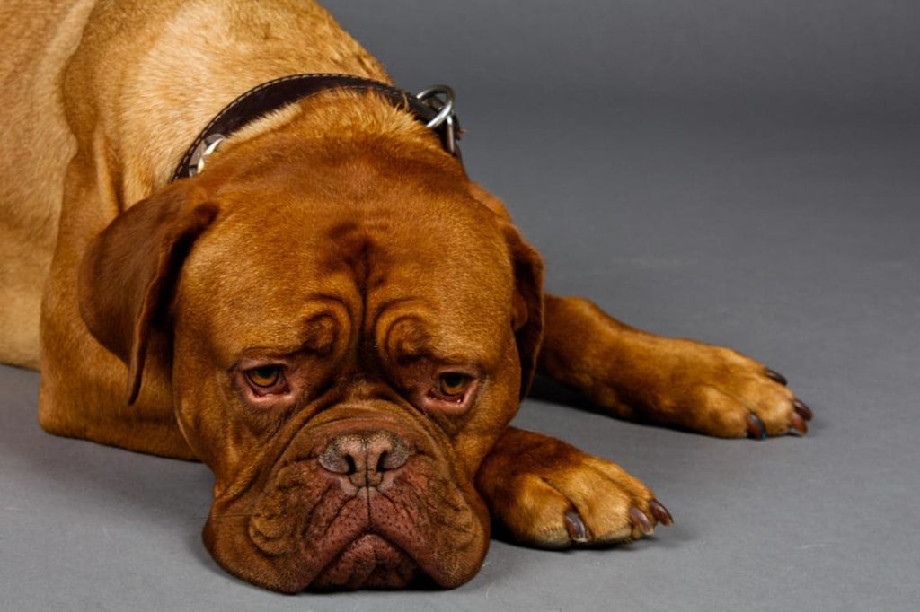 Why Do Dogs Sigh? | JustFoodforDogs Blog