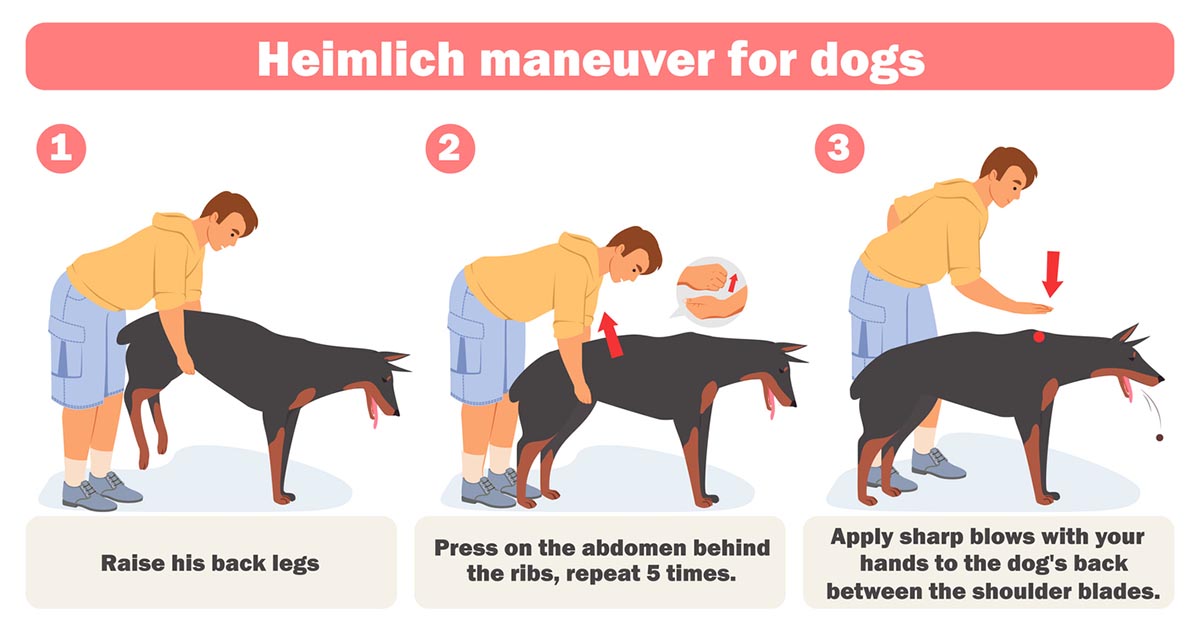 Heimlich Maneuver for Dogs: What to Do If Your Dog Is Choking