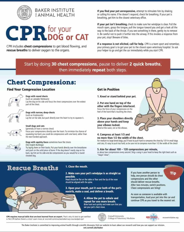 Veterinarian Explains How to Do CPR on a Dog | JustFoodforDogs Blog