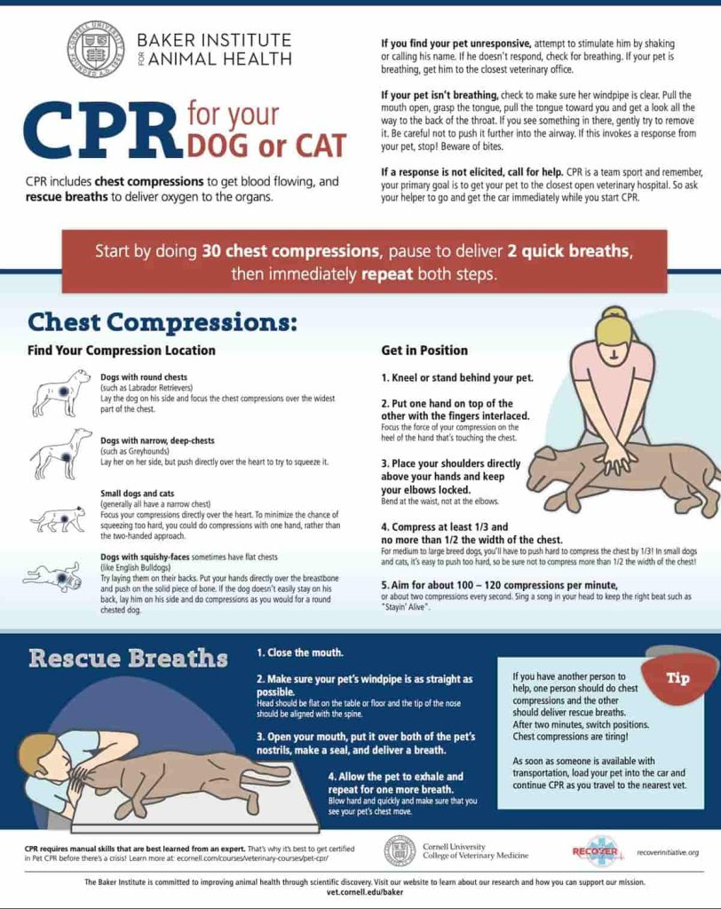 Veterinarian Explains How to Do CPR on a Dog | JustFoodforDogs Blog
