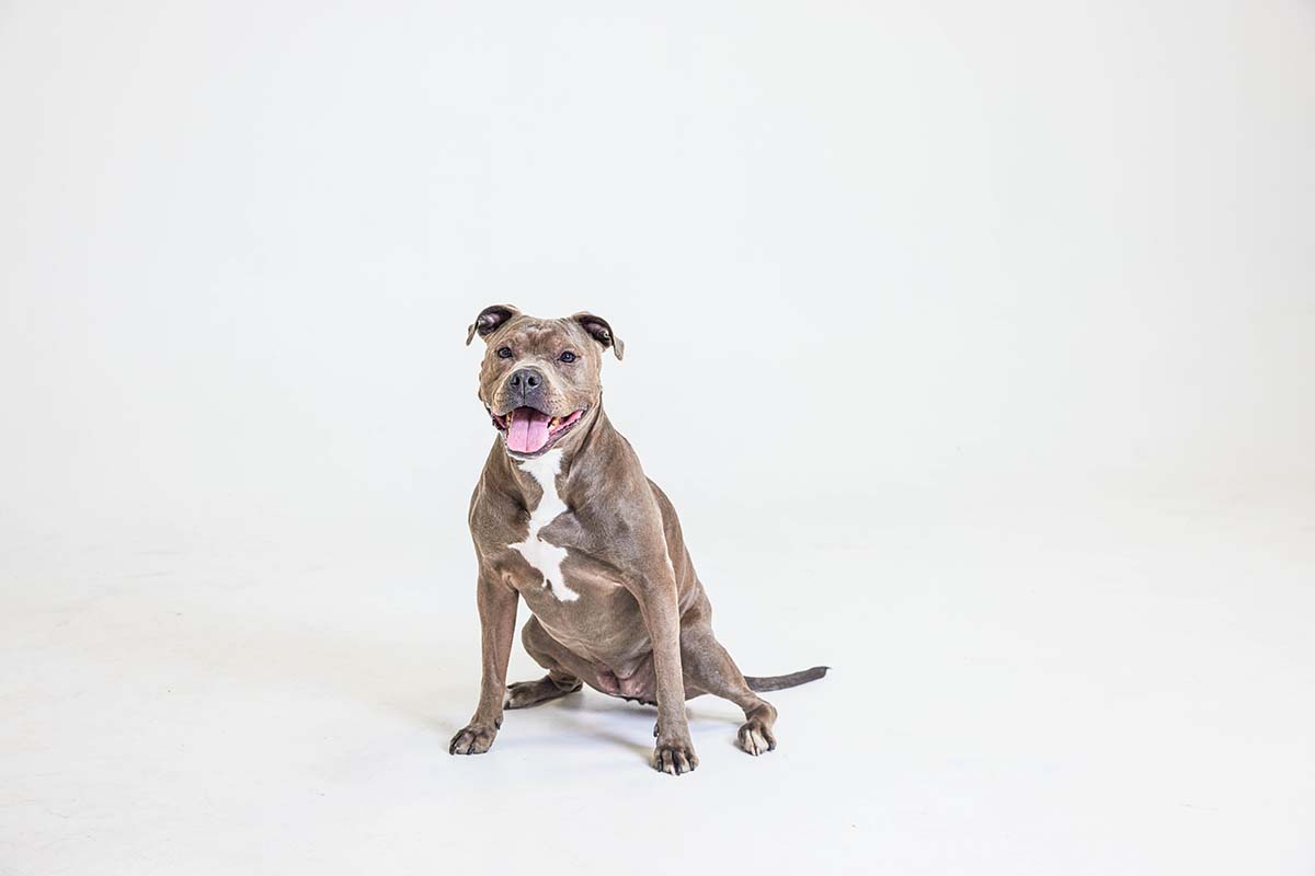 Can Dogs Eat Mango? Safety Guide and Benefits. | JustFoodforDogs Blog