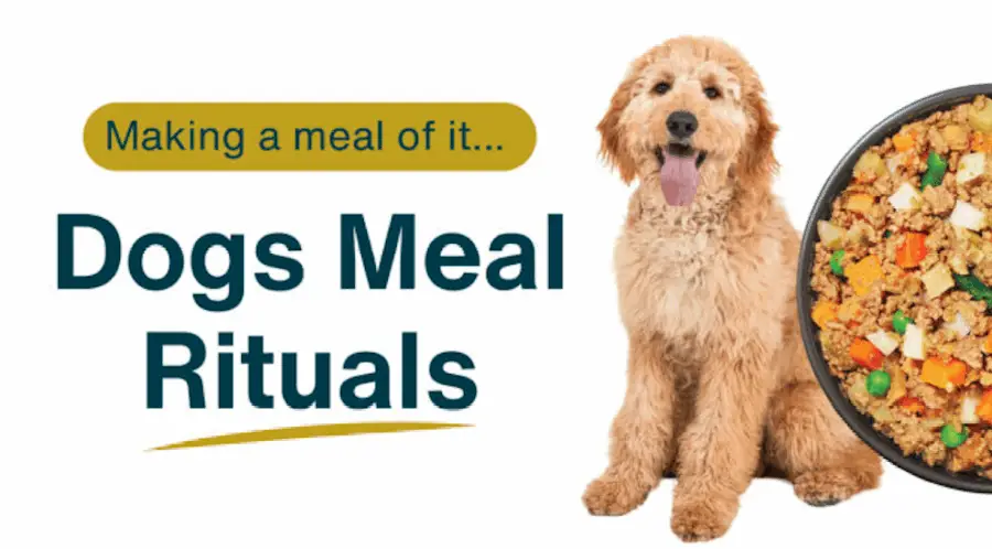 Survey: Half of Americans have a mealtime ritual for their dogs ...
